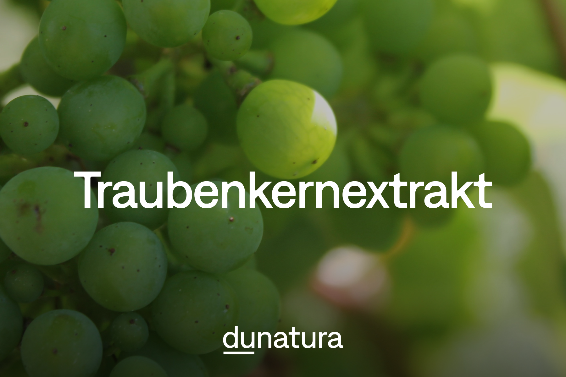 OPC – Was Traubenkernextrakt so besonders macht | Blog